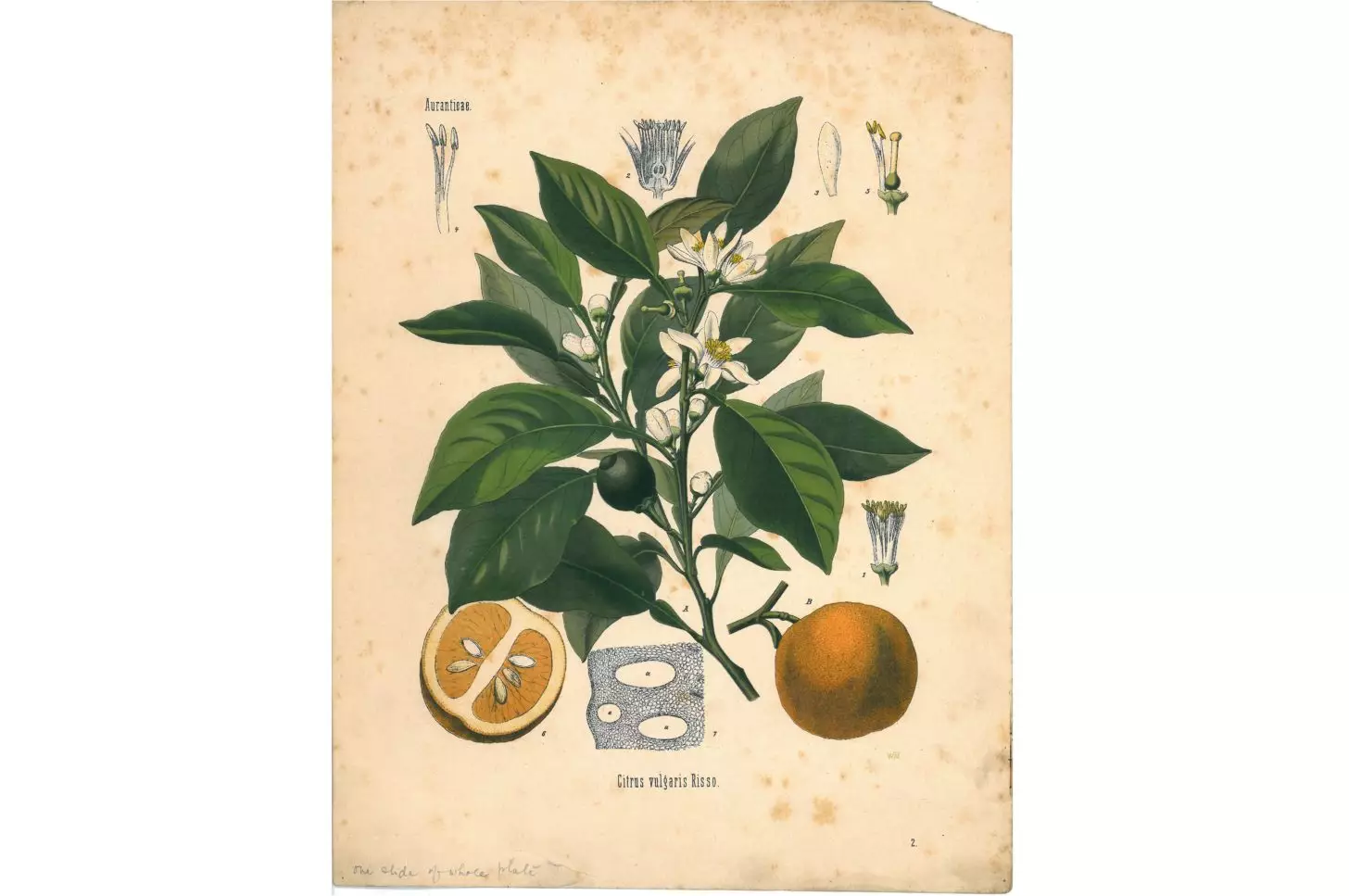 Botanical illustration of Citrus vulgaris, 1880 - The Pharmaceutical ...