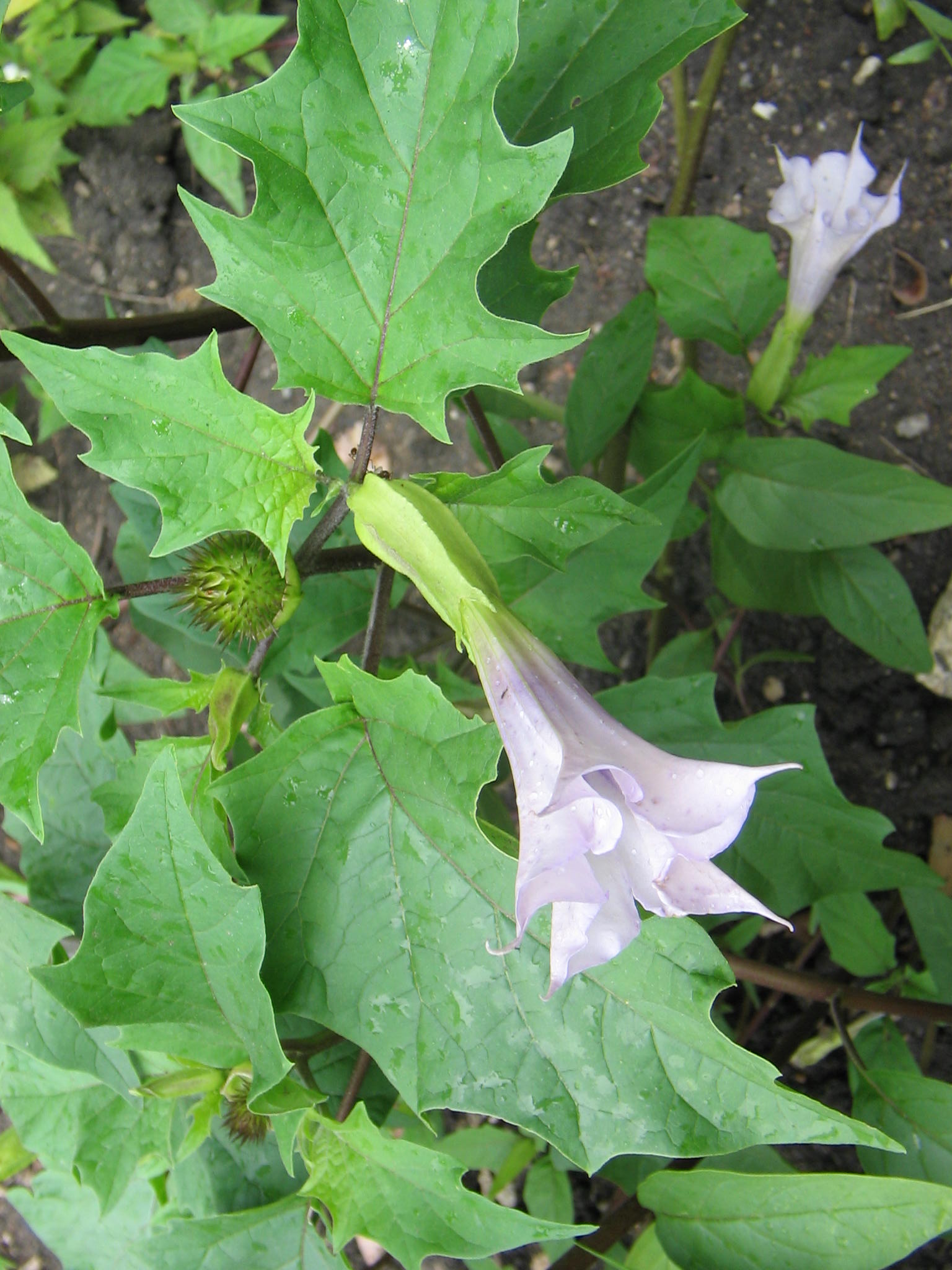 Beware the psychedelic effects of zombie cucumber - The Pharmaceutical ...