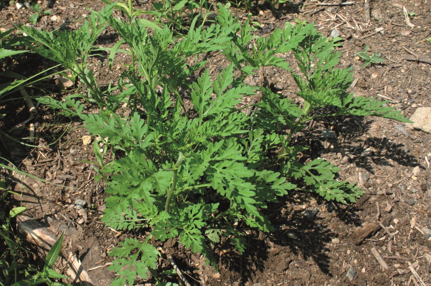 Increase of ragweed pollen predicted across Europe - The Pharmaceutical ...