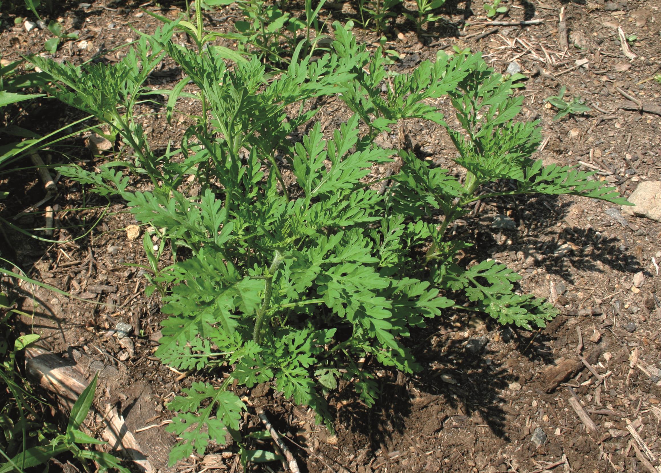 Increase of ragweed pollen predicted across Europe - The Pharmaceutical ...
