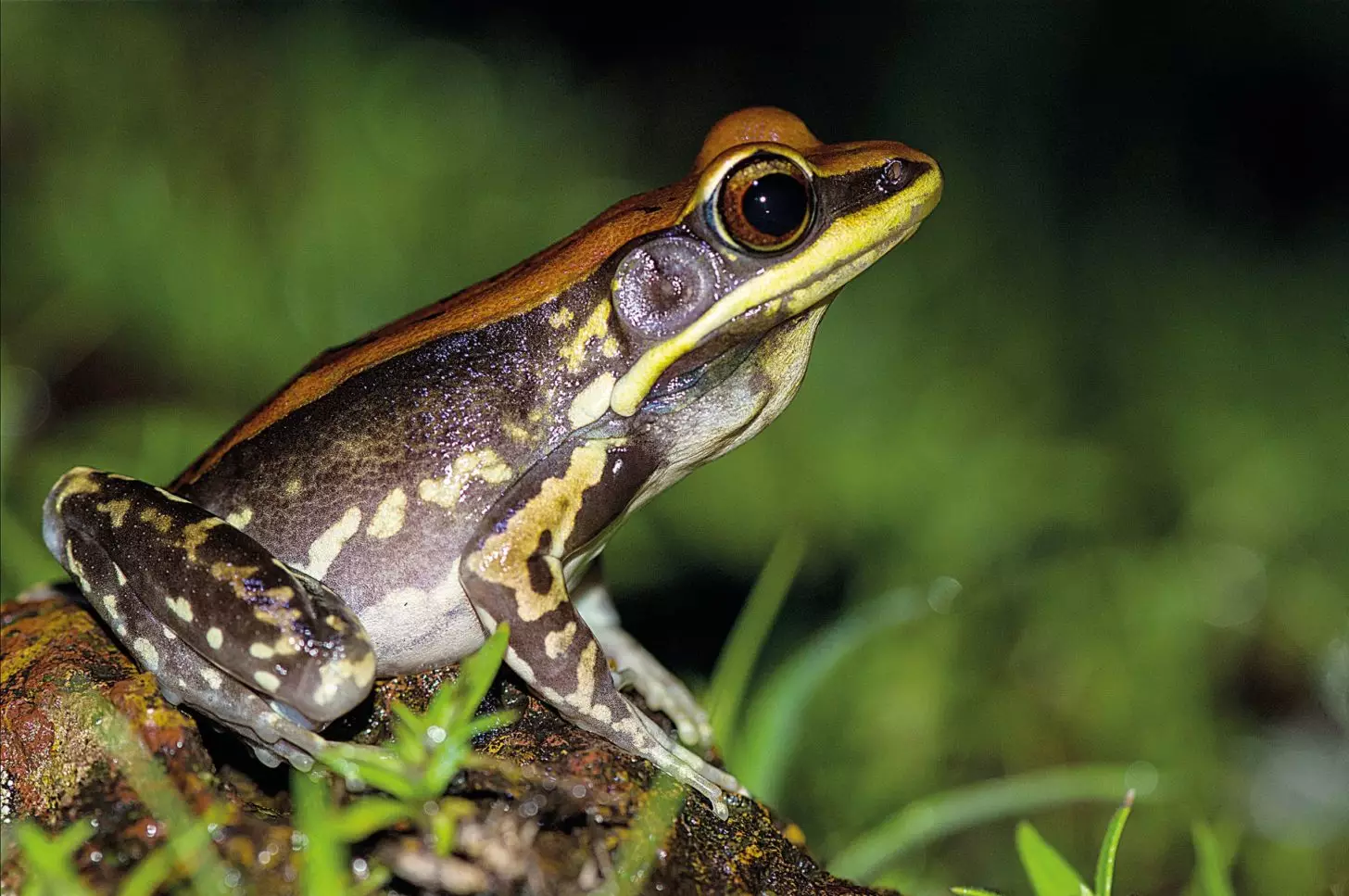 Peptide found in frog mucus protects against influenza virus - The ...