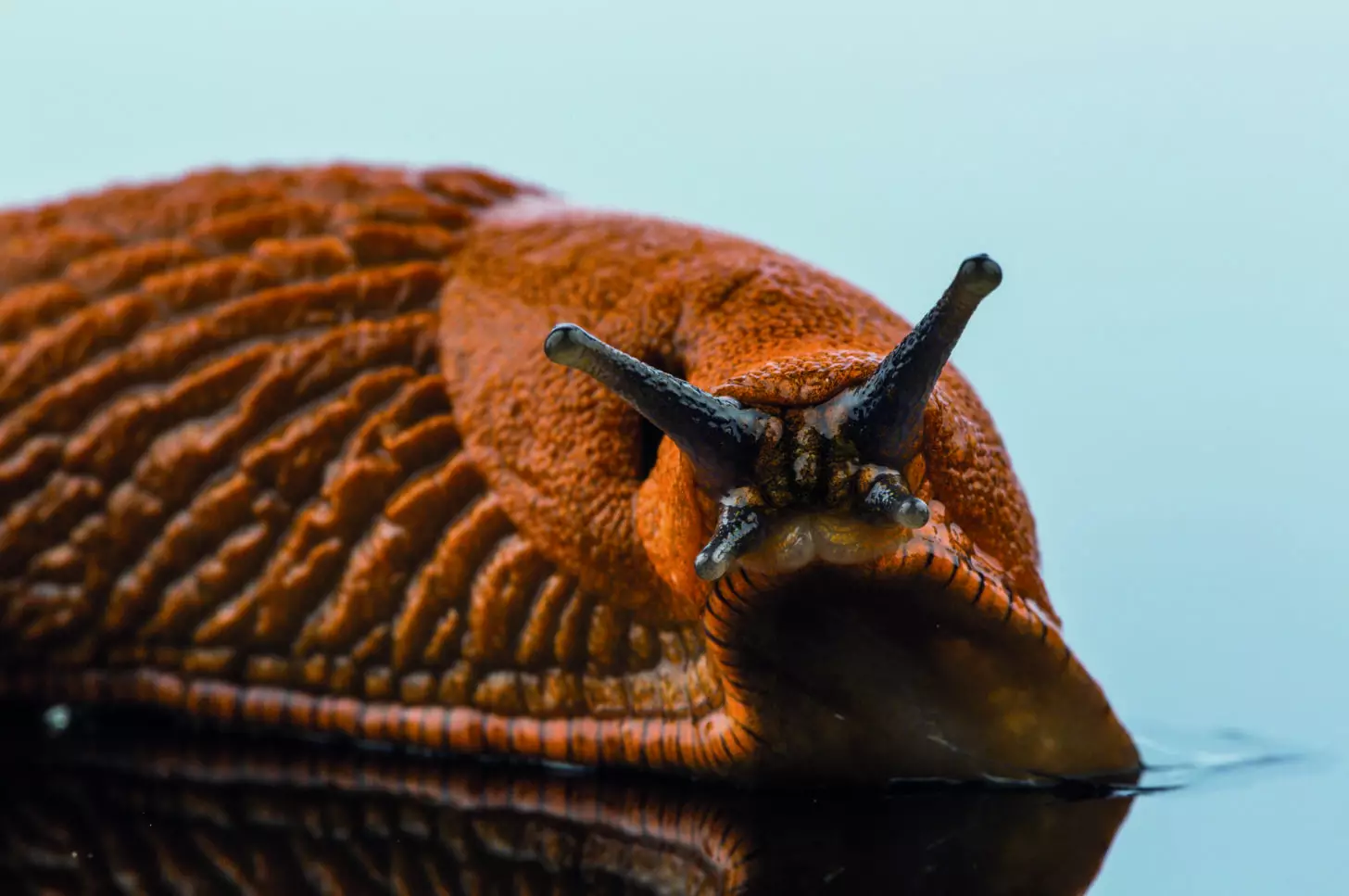 Slug mucus inspires tough adhesives for repair of biological tissues ...