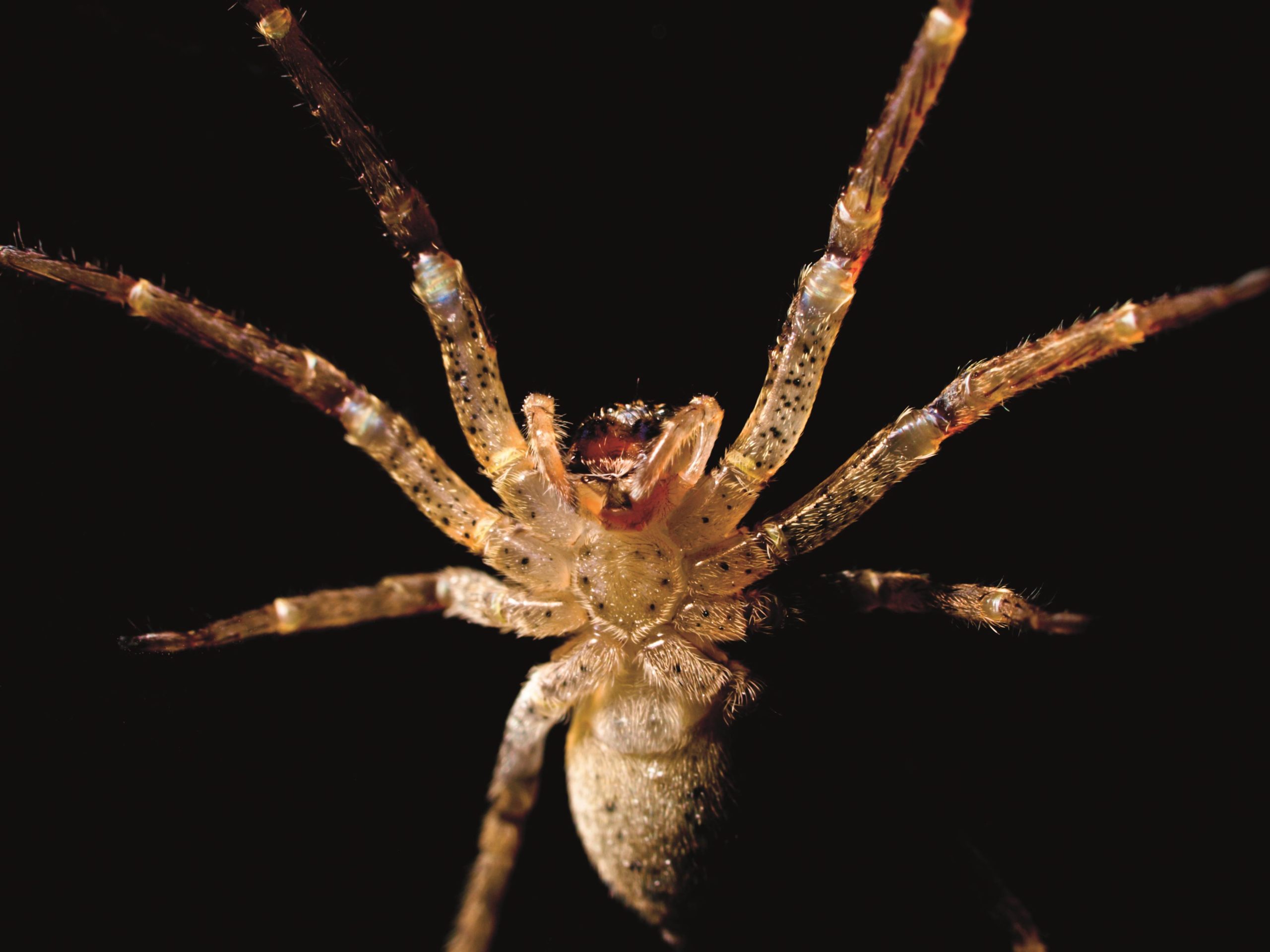 Researchers look to spider venom for new analgesics - The ...