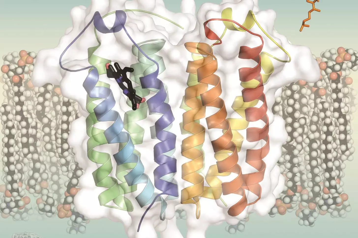 Structure of translocator protein hints at role in disease - The ...