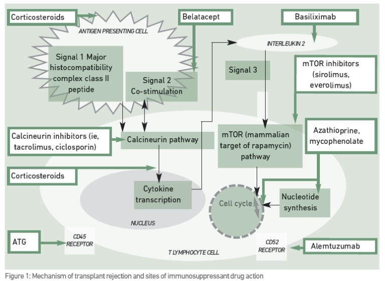 A rough guide to transplant medicines - The Pharmaceutical Journal