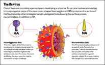 Preventing the next pandemic: the search for a universal flu vaccine ...