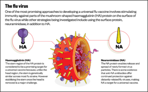 Preventing the next pandemic: the search for a universal flu vaccine ...
