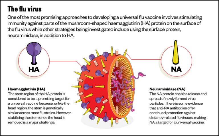 Preventing the next pandemic: the search for a universal flu vaccine ...