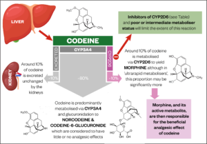 How codeine metabolism affects its clinical use - The Pharmaceutical ...