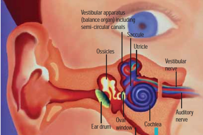 Inner ear disorders and hearing - The Pharmaceutical Journal