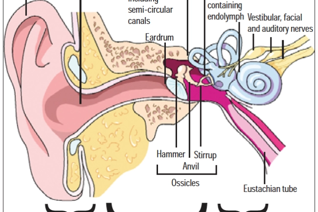 Outer and middle ear problems - The Pharmaceutical Journal