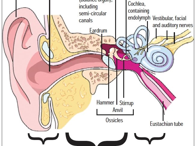 Outer and middle ear problems - The Pharmaceutical Journal