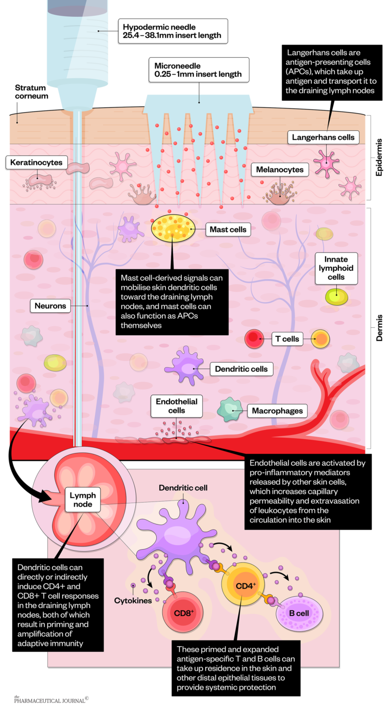 Microneedles: a new way to deliver vaccines - The Pharmaceutical Journal