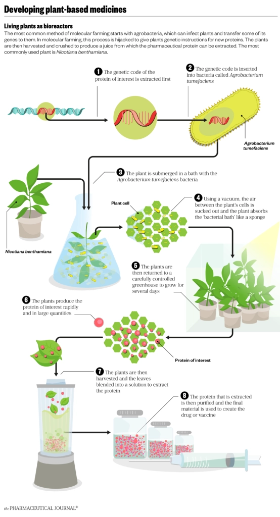 Going plant-based: how molecular farming could revolutionise drug ...