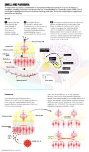 ‘My whole world changed’: the repulsive smells that linger for months ...