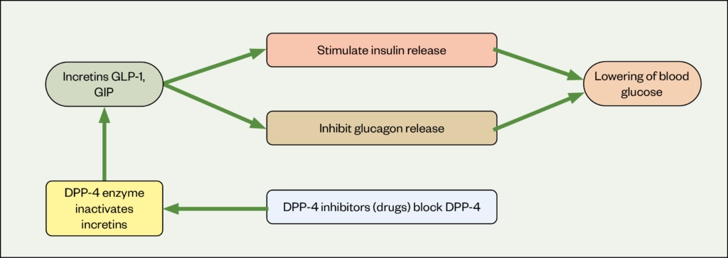 Glucagon-like peptide-1 and glucose-dependent insulinotropic ...