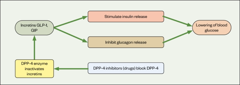 Glucagon-like peptide-1 and glucose-dependent insulinotropic ...