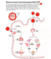 Next-generation antivirals: targeting COVID-19 - The Pharmaceutical Journal