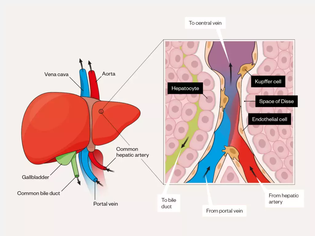 Liver cancer: screening, diagnosis and management - The Pharmaceutical ...