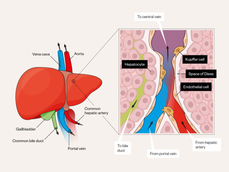 Liver cancer: screening, diagnosis and management - The Pharmaceutical ...
