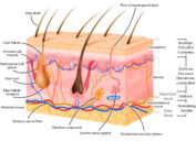 Skin and soft tissue infections: risk factors and presentations - The ...