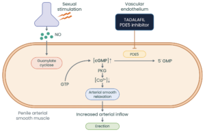 Phosphodiesterase 5 receptor (PDE5) inhibitors similarities and ...
