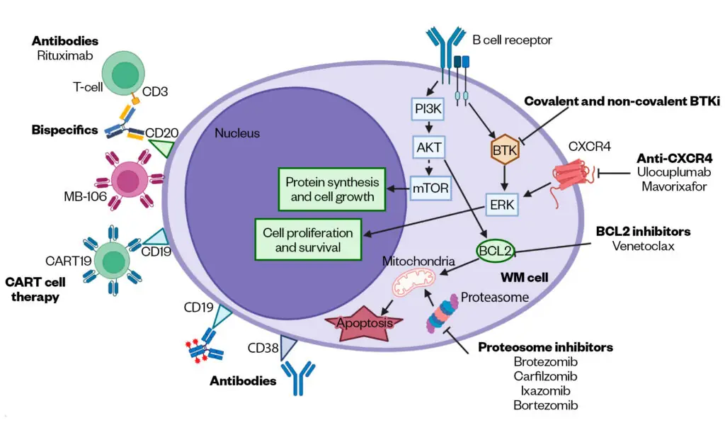 Management of Waldenstrom's macroglobulinaemia - The Pharmaceutical Journal
