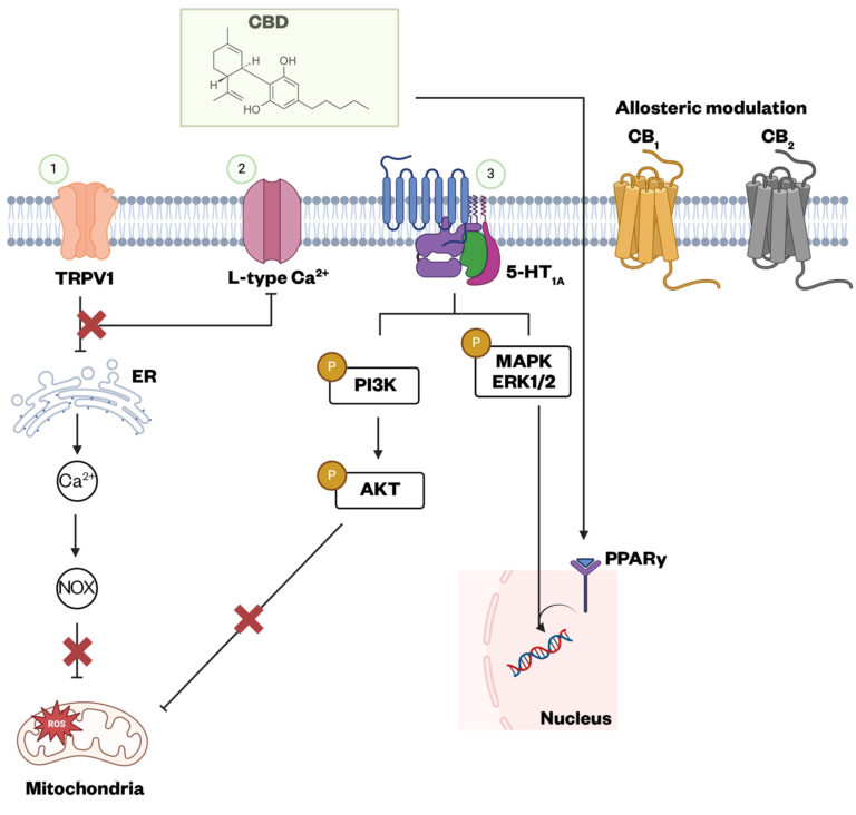 Cannabidiol as a chemotherapy adjunct in cancer treatment - The ...
