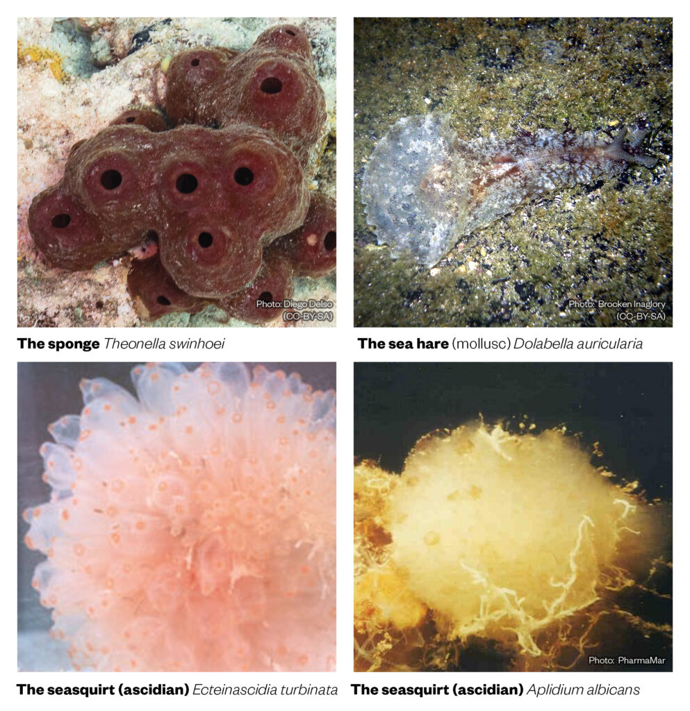 Pharmaceuticals from marine sources: past, present and future - The ...