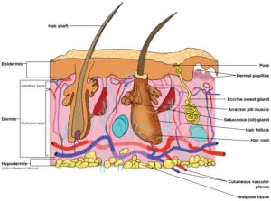 Hidradenitis suppurativa: identification, symptoms and management - The ...