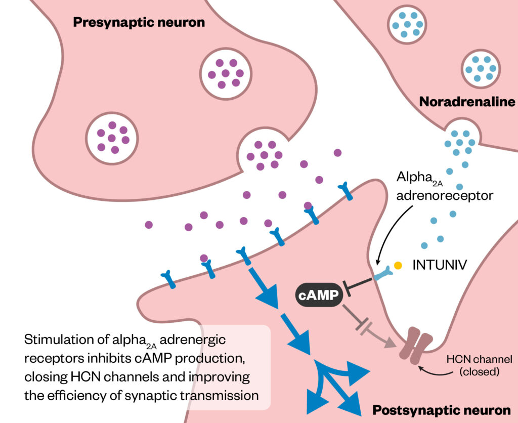 Stimulant and non-stimulant agents for ADHD - The Pharmaceutical Journal